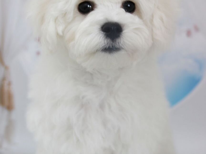 Щенки бишон фризе