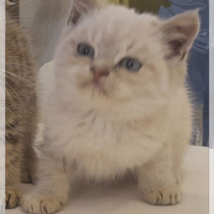 Отдам бесплатно котика