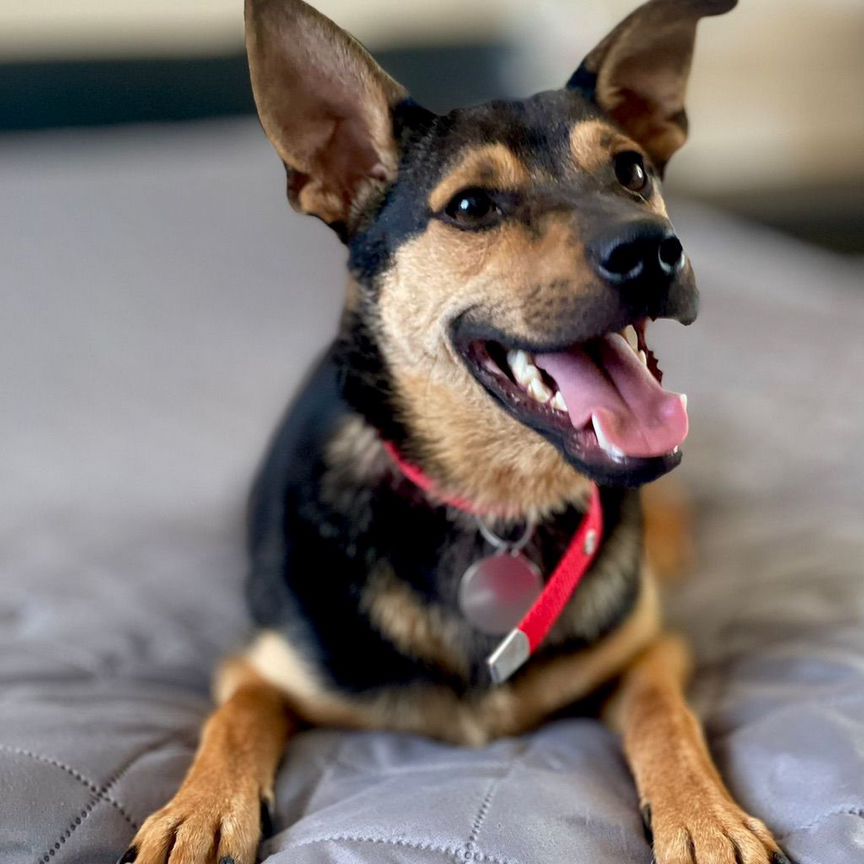 Очаровательный Кевин 1 год ищет дом