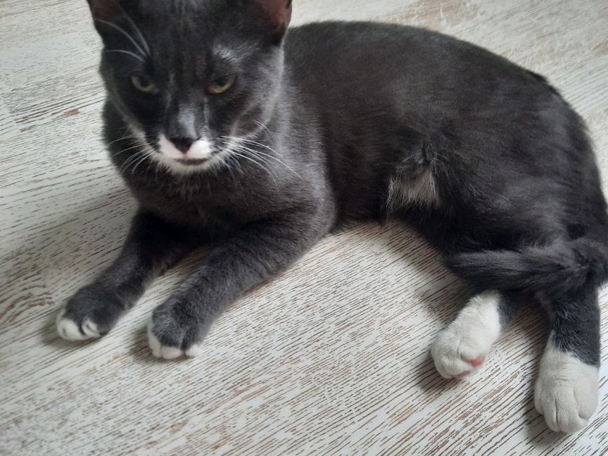 Котёнок спасён с улицы