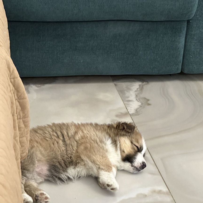 Щенок в добрые руки бесплатно маленькая порода