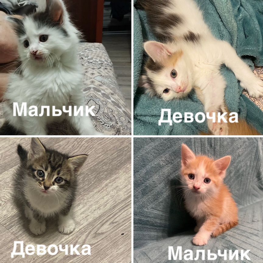 Котёнок в добрые руки