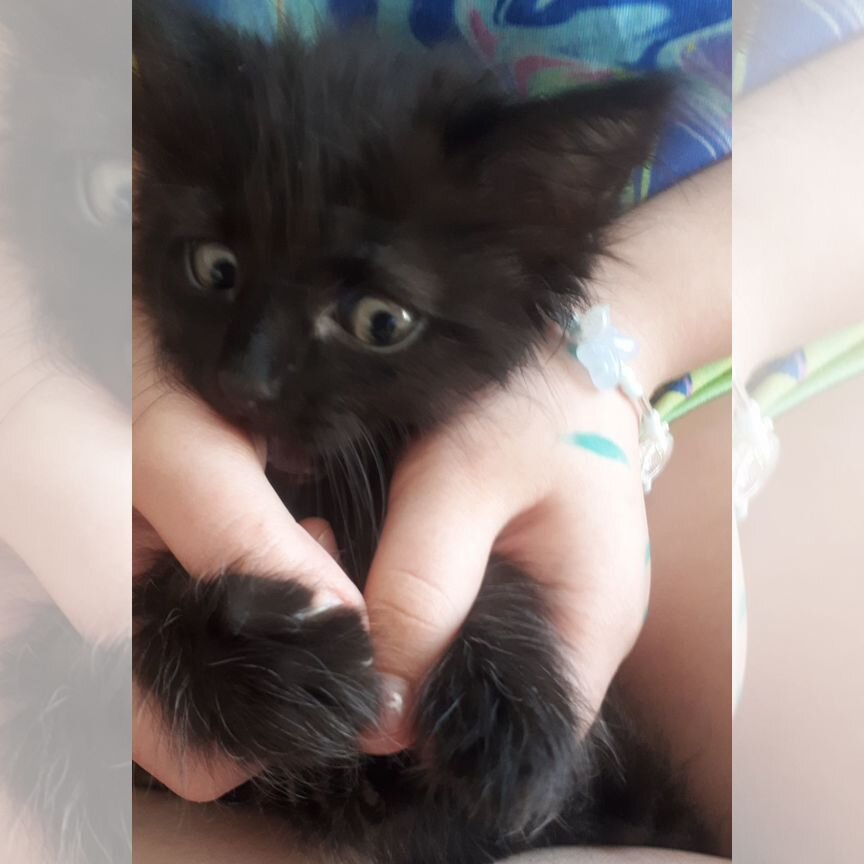 Котёнок в добрые руки