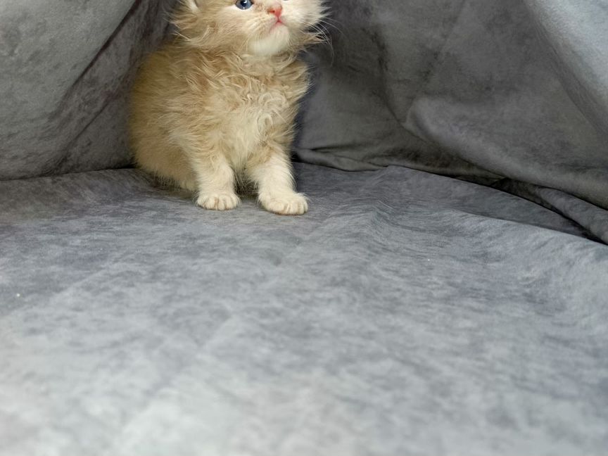 Котята мейн-кун