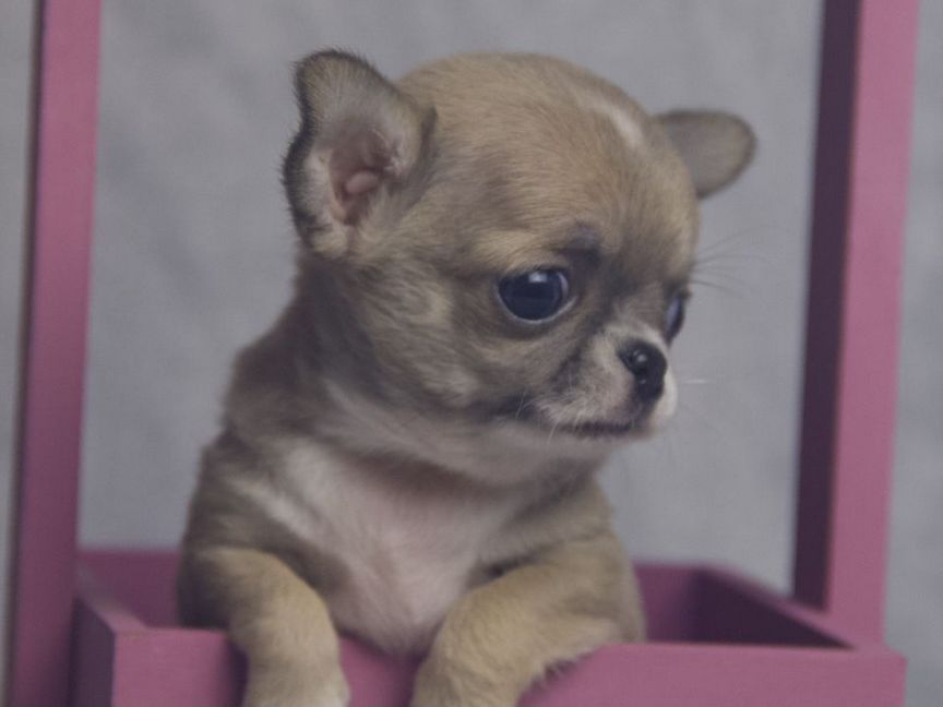 Чихуахуа девочка мини