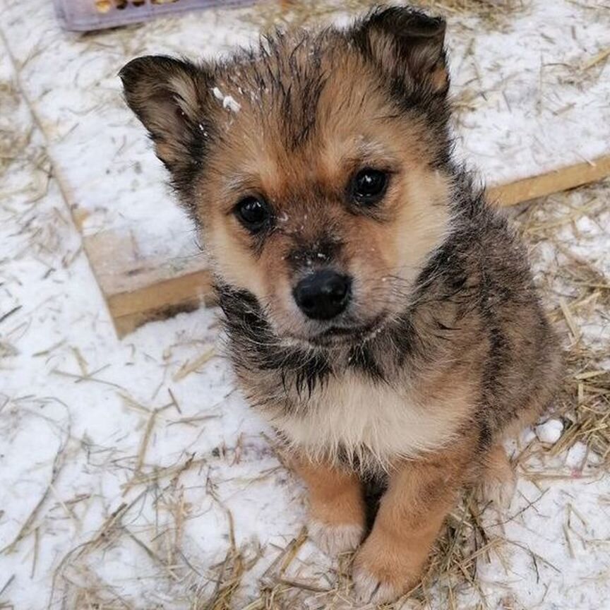 Я хочу быть домашним но никто не приходит за мной