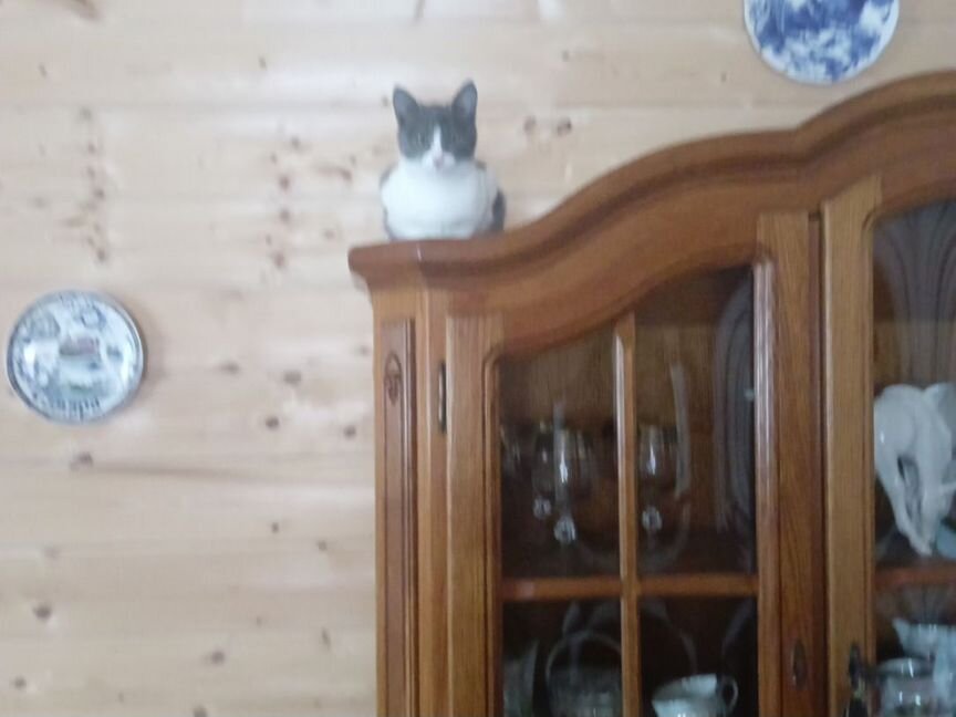 Котята 5 мес воспитанные