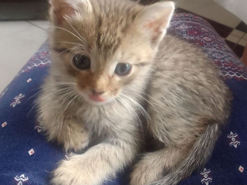 Кот мечты (1,5 мес)