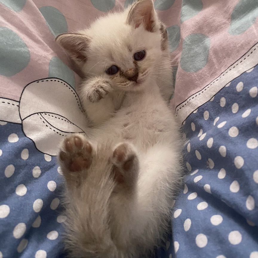 Британская кошка