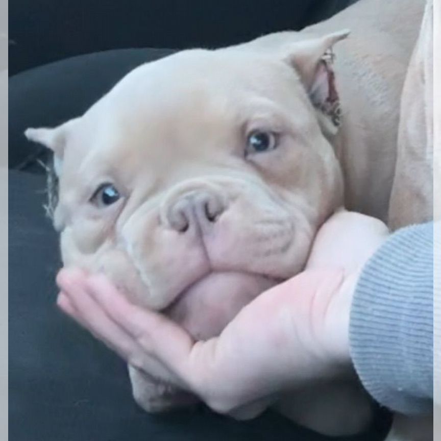 Американский булли, щенок