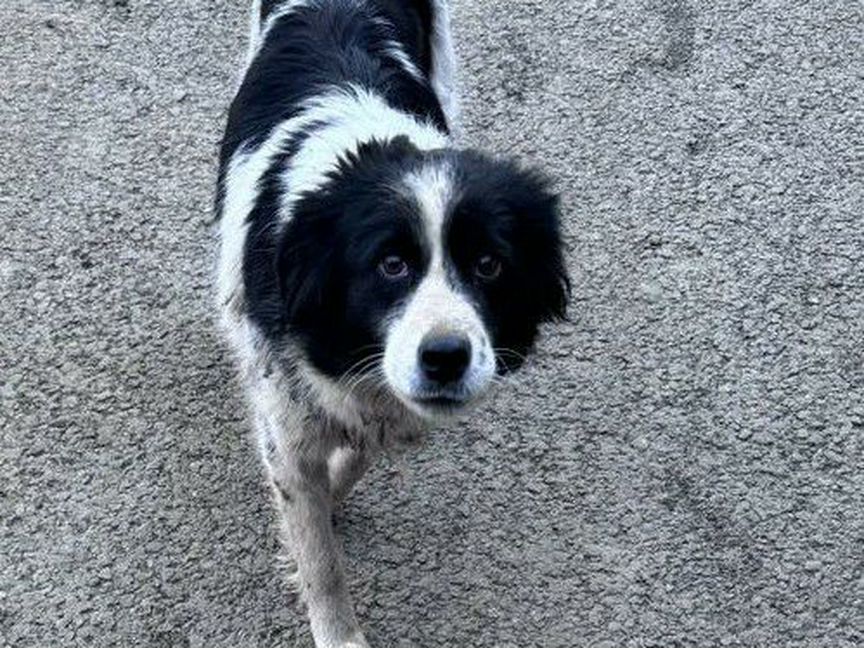 Собака очарование бесплатно