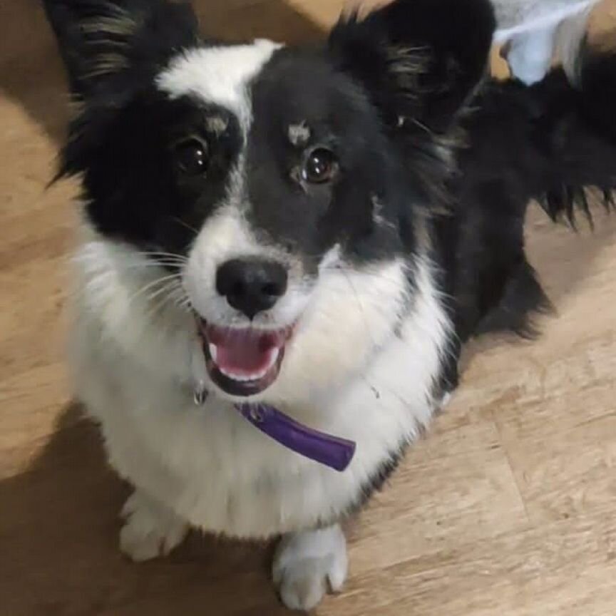 Собака в добрые руки