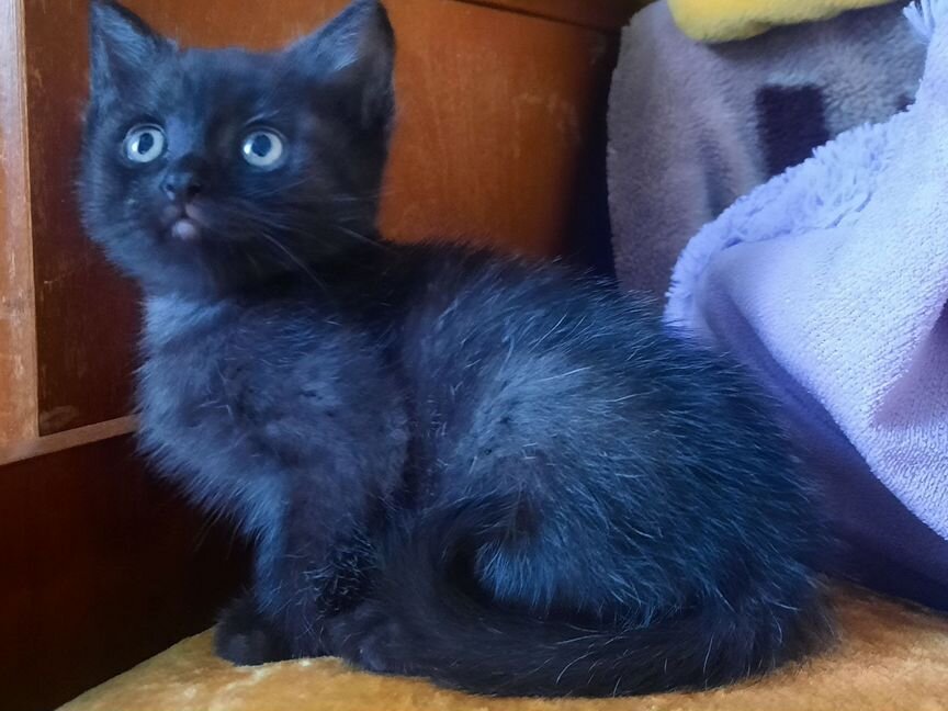 Шотландский кот