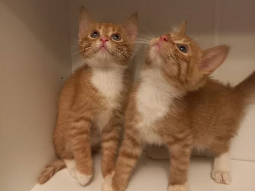 Мини-приют котята выбор