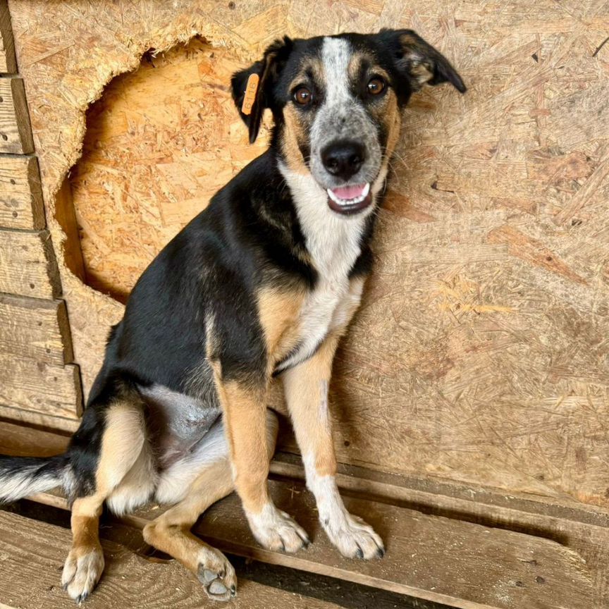 Собака из Курского отлова в добрые руки