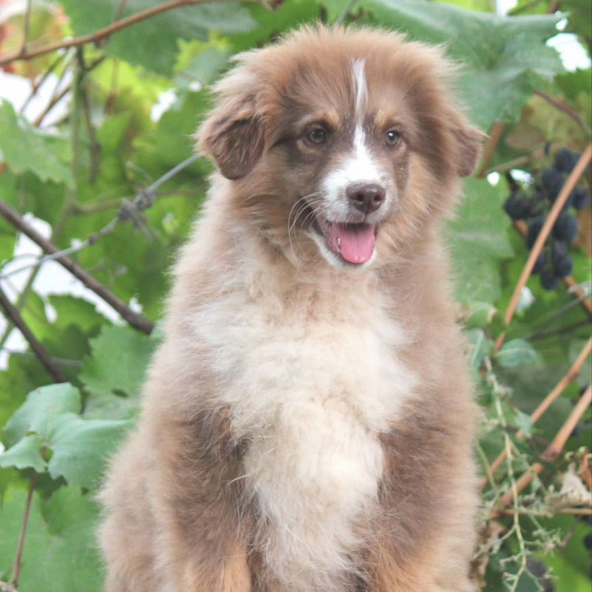 Миниатюрная американская овчарка щенки