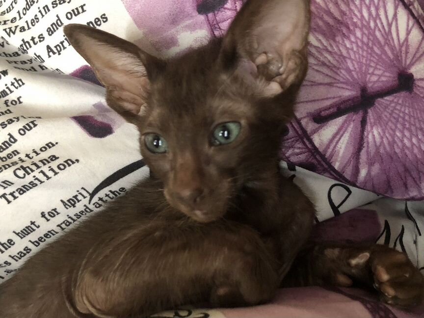 Ориентальный котенок