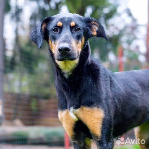 Собака в добрые руки