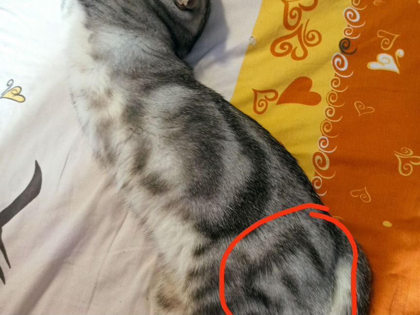 Котик