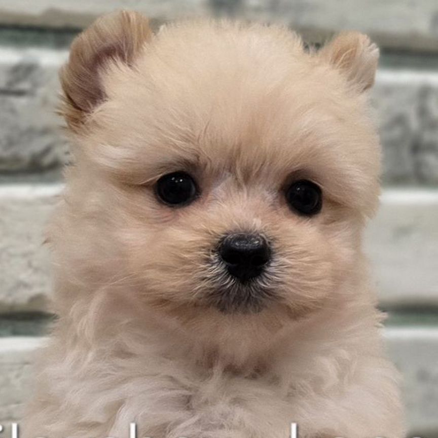 Мальтипу, щенок