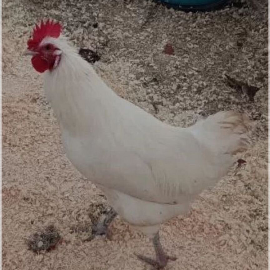 Петух молодой