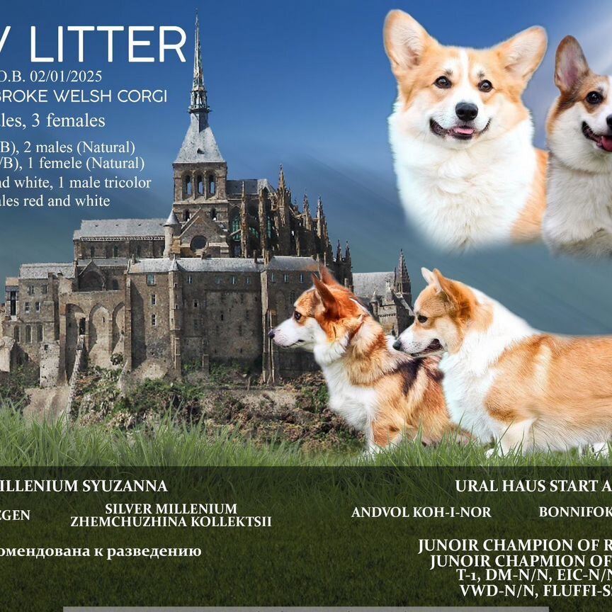 Милые коржики