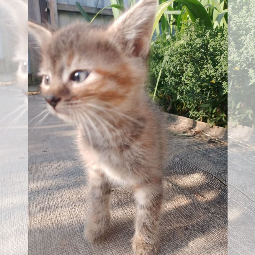 Котята