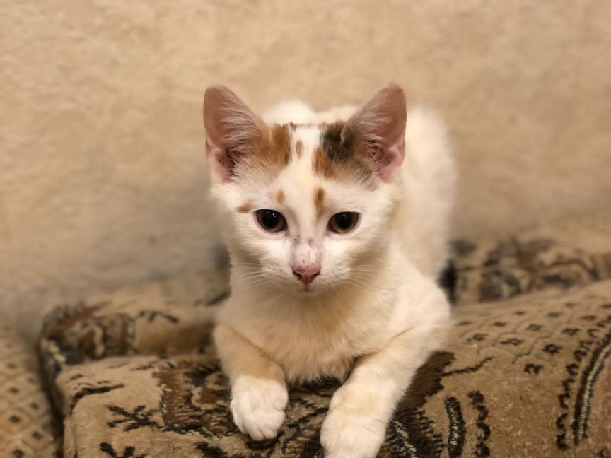 Котёнок девочка Бэкки Озорной ребёнок
