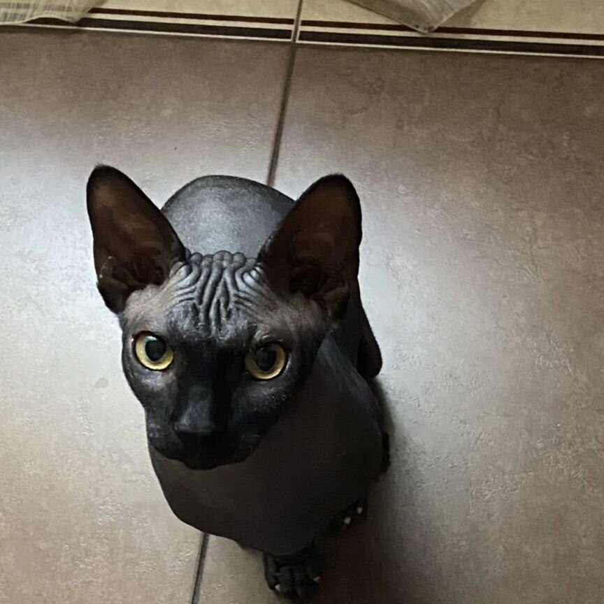 Канадский сфинкс