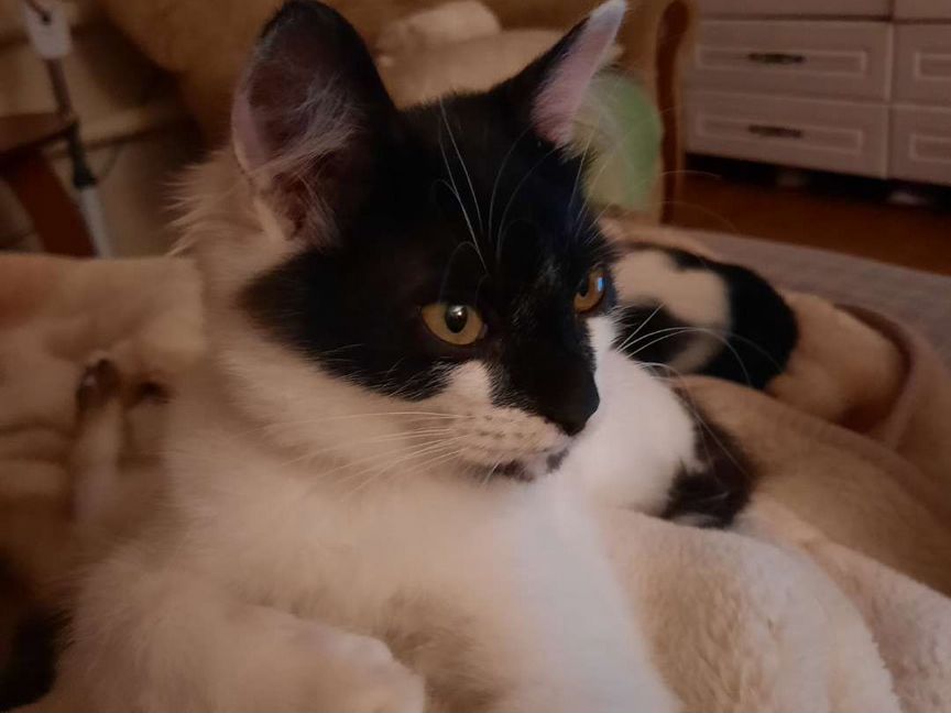 Лёлик. Котик в добрые руки