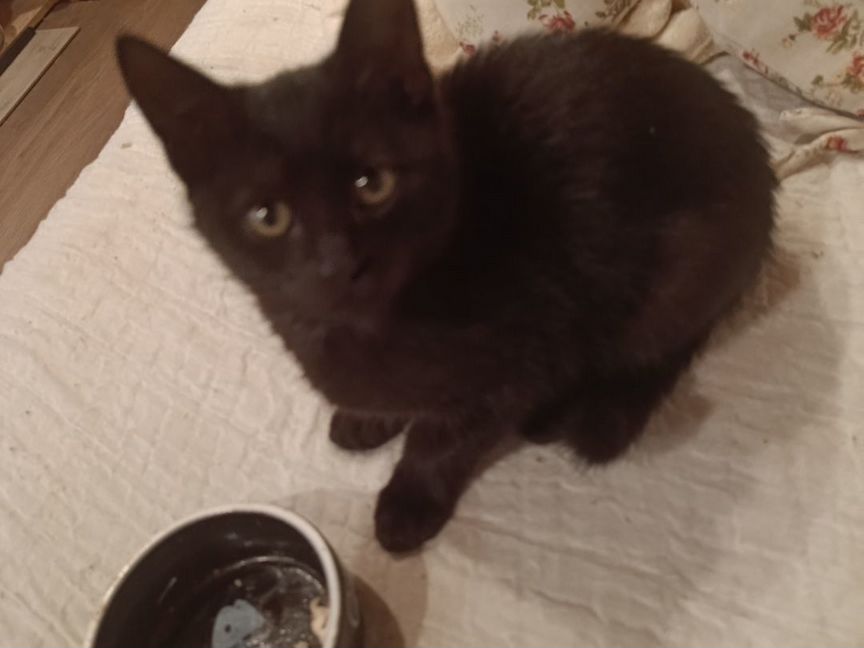 Кошечка бомбейская, маленькая пантера