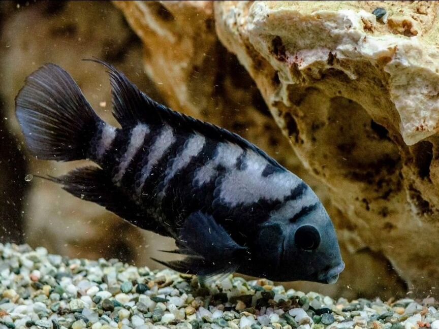 Цихлида обмен/даром