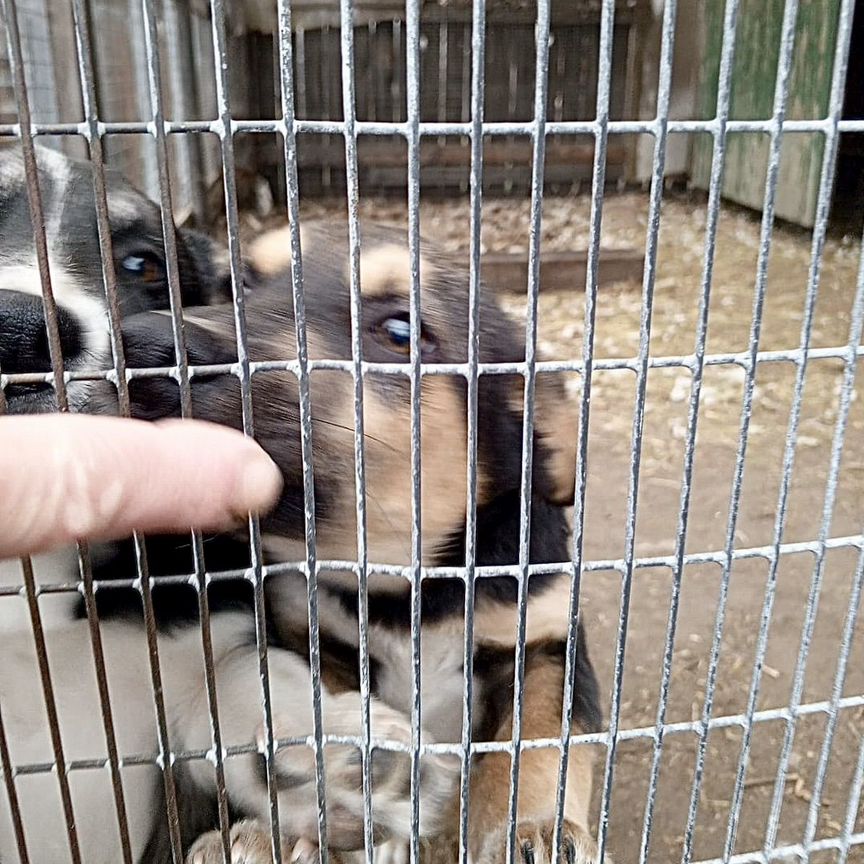 Щенок в добрые руки