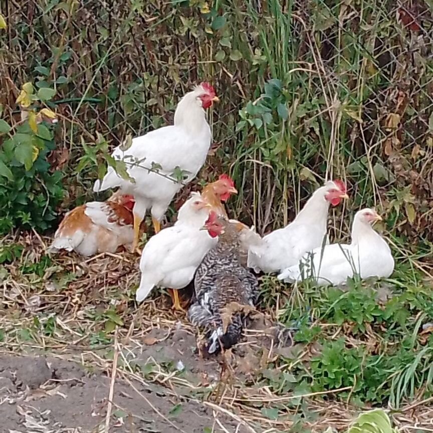 Продам петушков 4х месячные