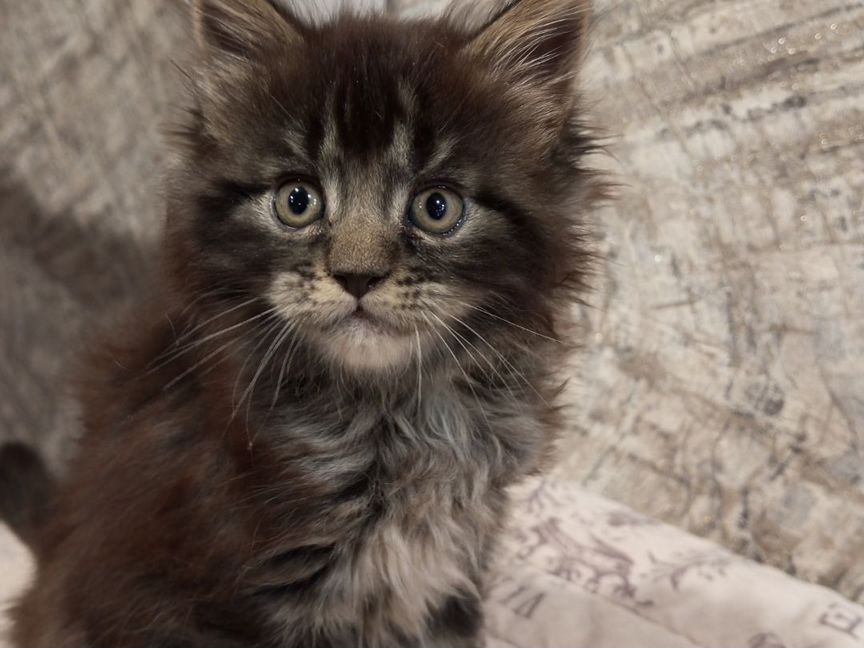 Котята мейн-кун