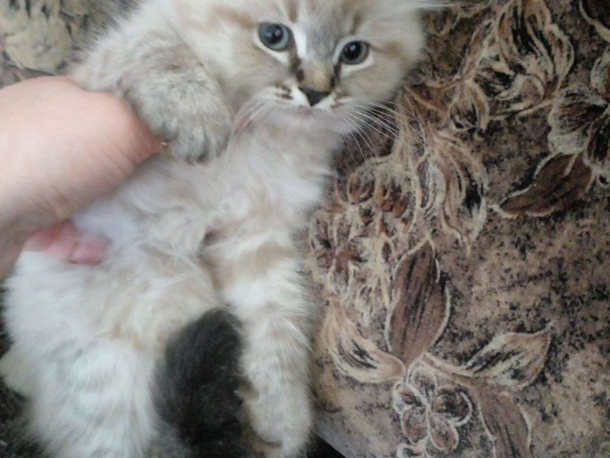 Котята шотландские помесь