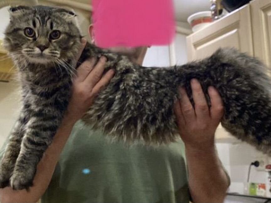 Кот на вязку