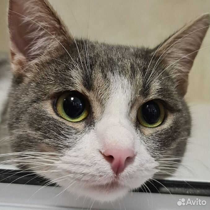 Ласковый и невероятно красивы мальчик ищет дом