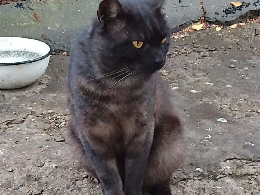 Котик в добрые руки