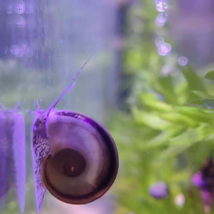 Аквариумные улитки мариза