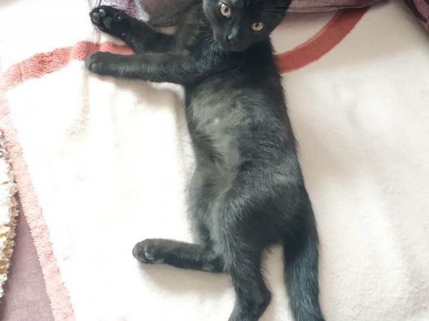 Котик в добрые руки