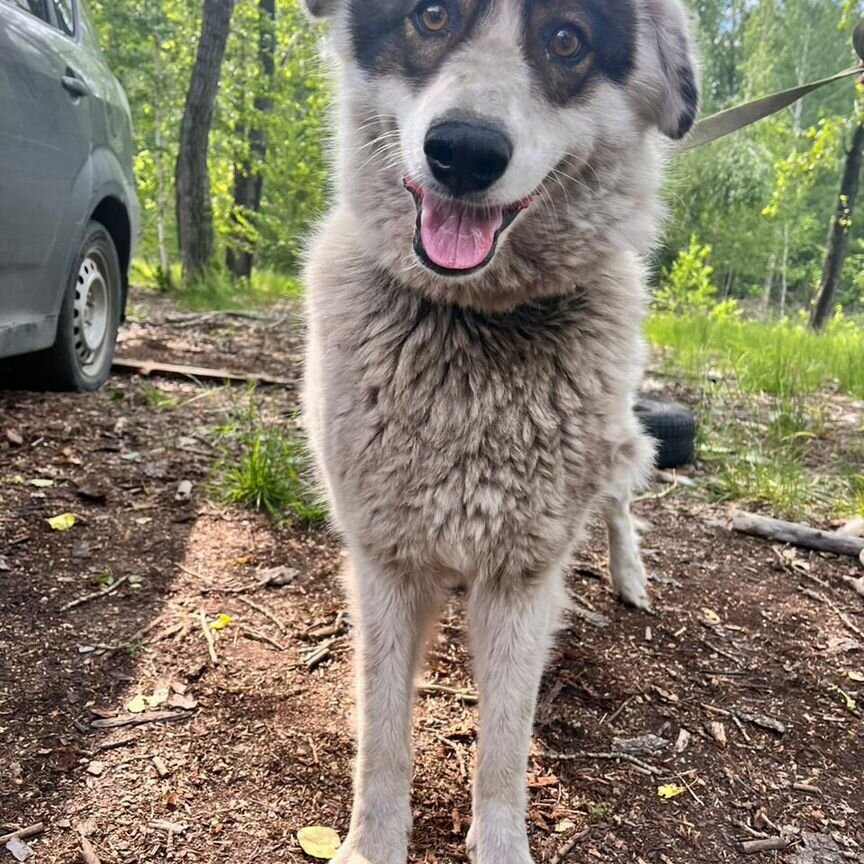 Собака Панда