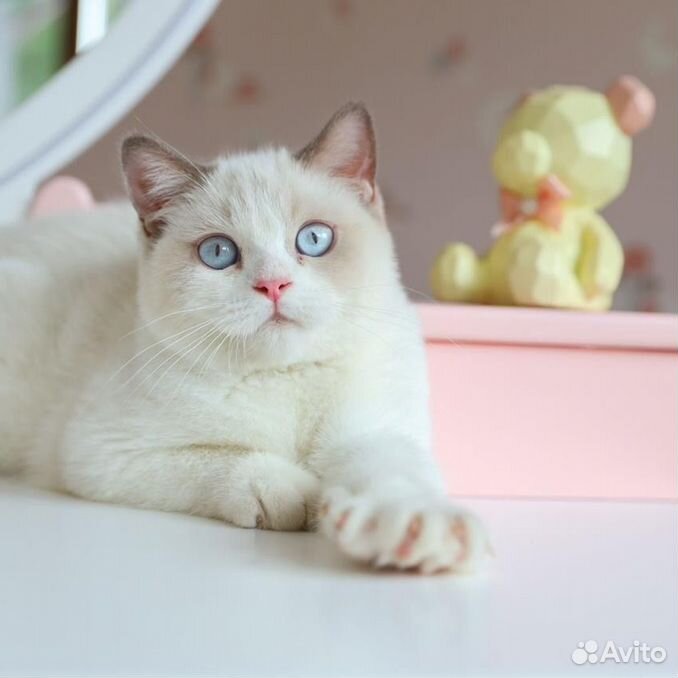 Британский плюшевый мальчик Ikel