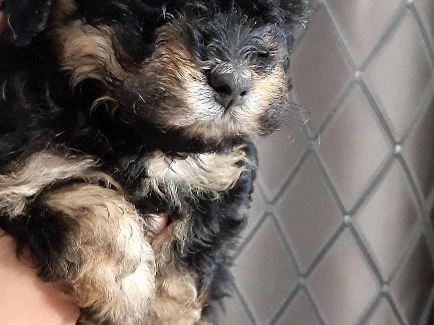 Пудельчата. Девчата