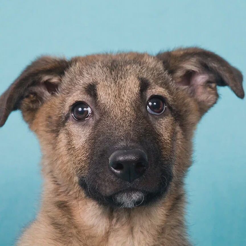 Щенок в добрые руки бесплатно