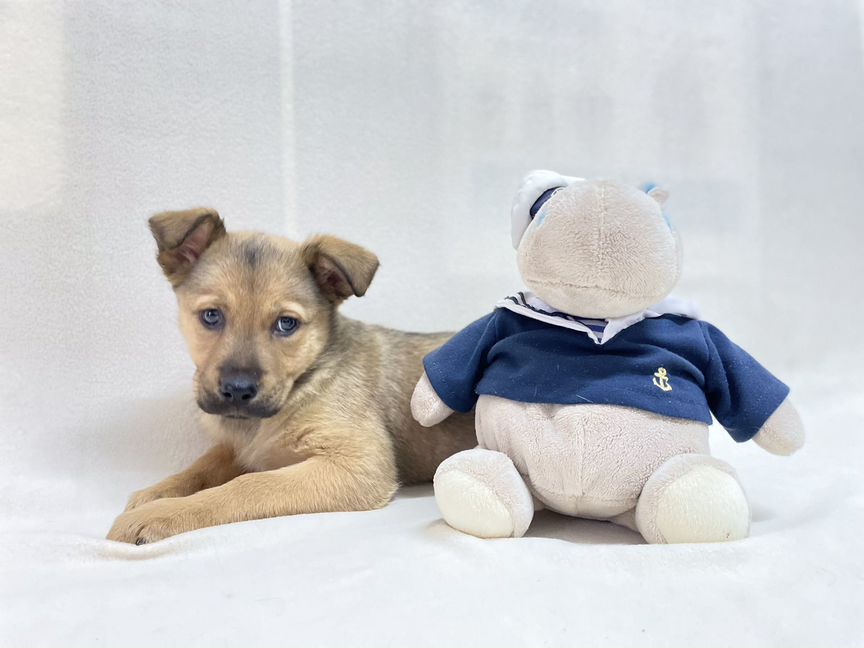 Щенки метисы маленькие в дар