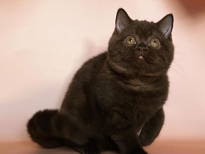 Шоколадный британский котенок