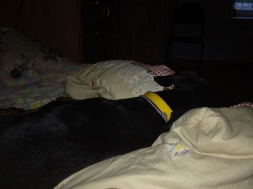 Доберман девочка 8 мес