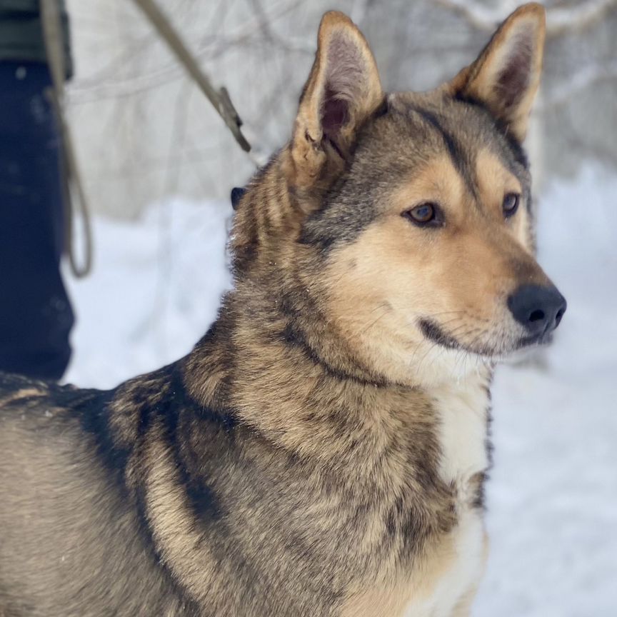 Западносибирская лайка, взрослый пёс