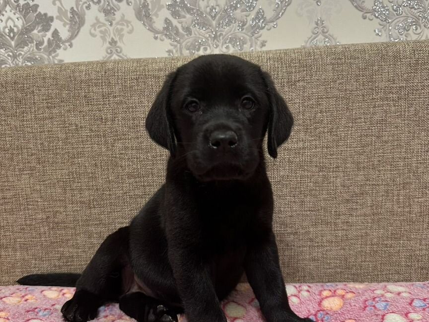 Черные мальчики лабрадора